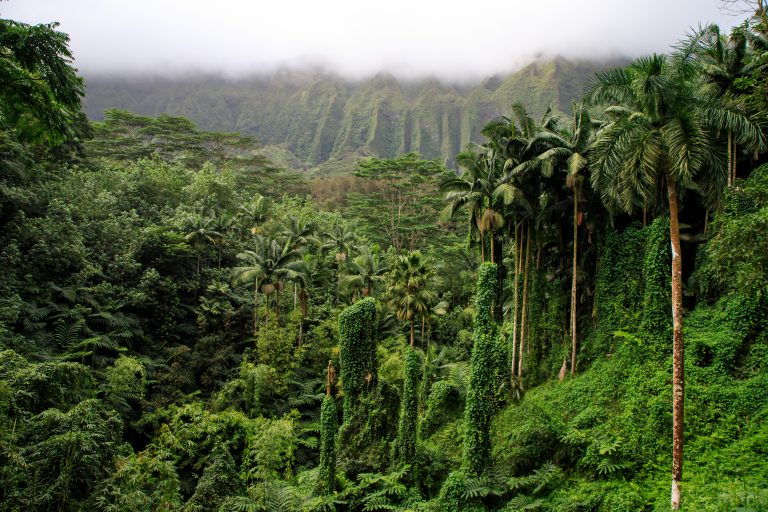 Moss Slides - Simply Alex