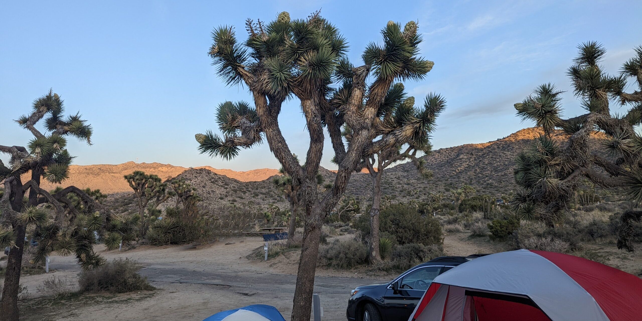 I Finally Went Camping at Joshua Tree - Simply Alex
